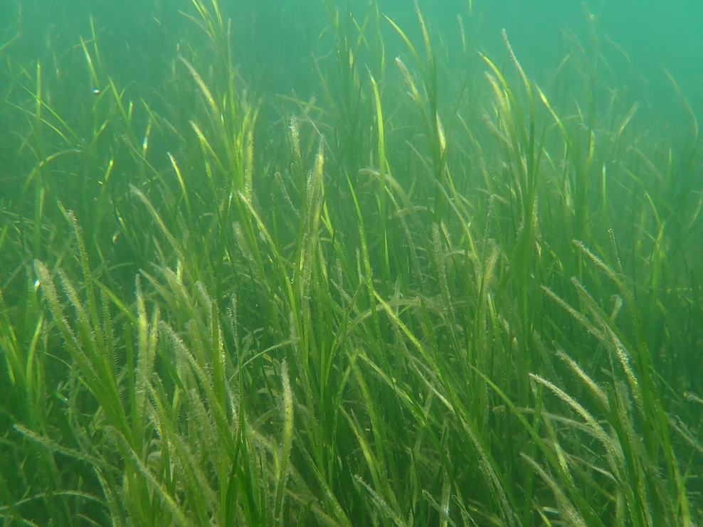 Bailiwick Eelgrass Exploration Project (BEEP) | Alderney Wildlife Trust